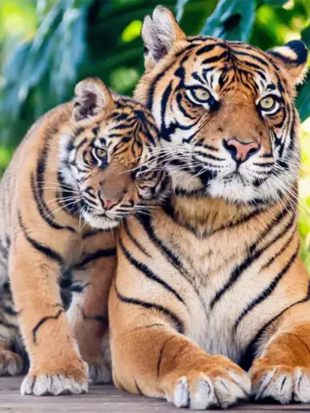 International Tiger Day 2023: Honoring the Majesty of Tigers ...